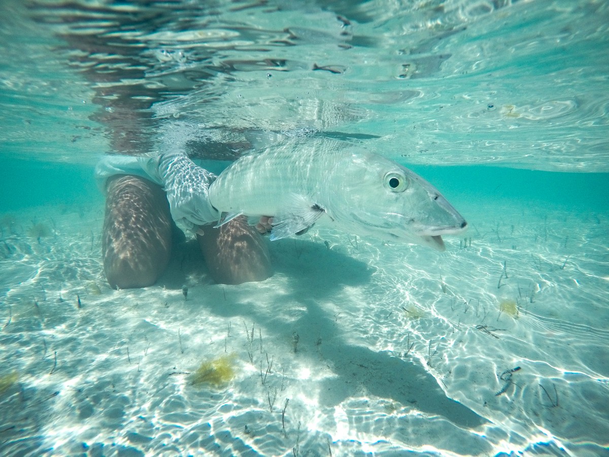 Fly Fishing in the Turks and Caicos » Josh Gallivan